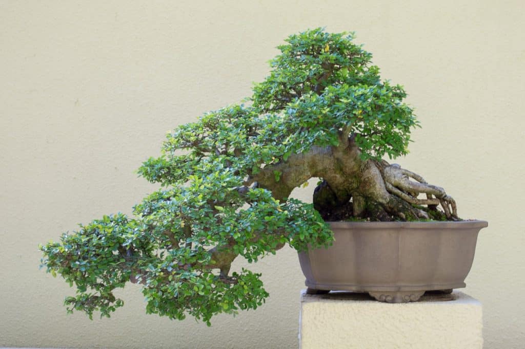 Early fall at the Pacific Bonsai Museum - Bonsai Tonight