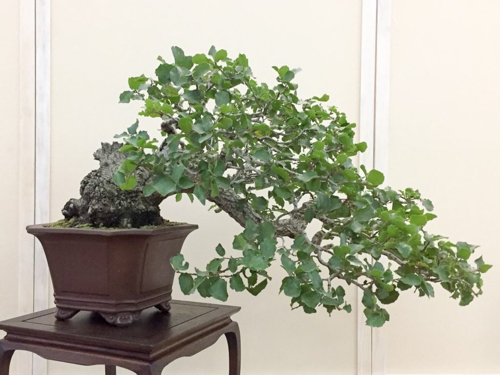 Midori Bonsai Club's 55th annual show - Bonsai Tonight
