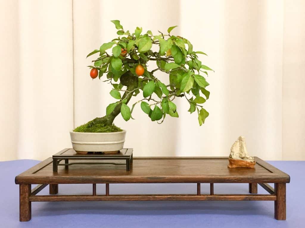 East Bay Bonsai Society 55th annual show - Bonsai Tonight