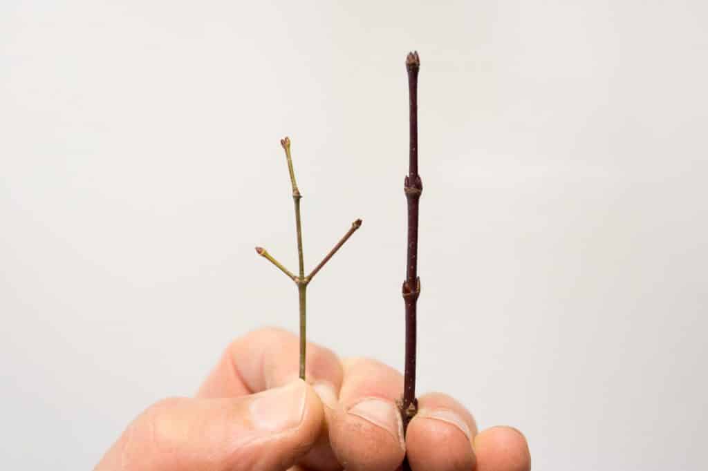 Distinguishing vigorous growth from healthy growth in bonsai - Bonsai ...