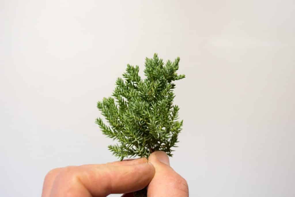 Distinguishing vigorous growth from healthy growth in bonsai - Bonsai ...