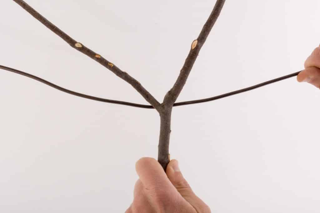 How to wire a Y branch intersection - Bonsai Tonight