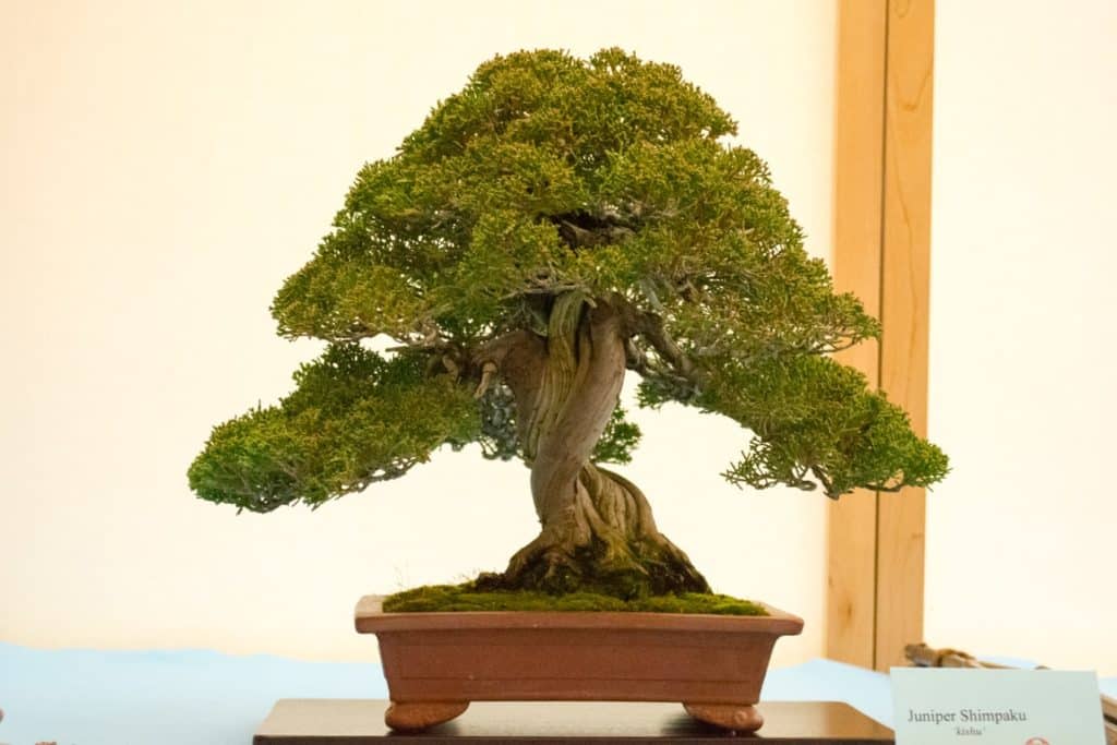 Large and medium-sized bonsai at Bay Island Bonsai's 18th exhibit ...