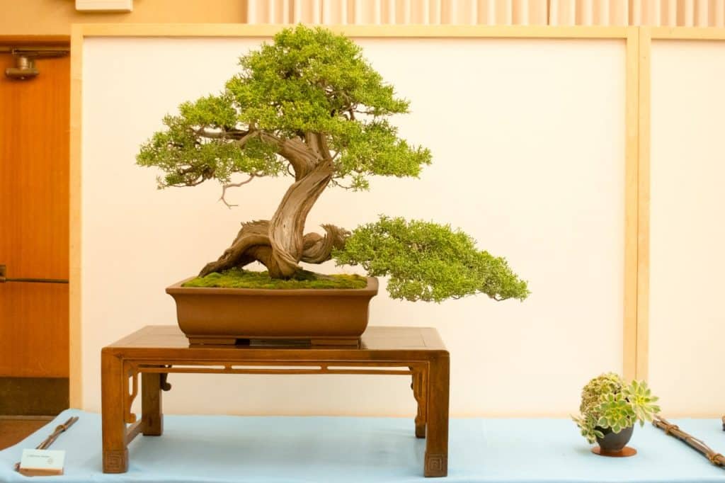 Large and medium-sized bonsai at Bay Island Bonsai's 18th exhibit ...