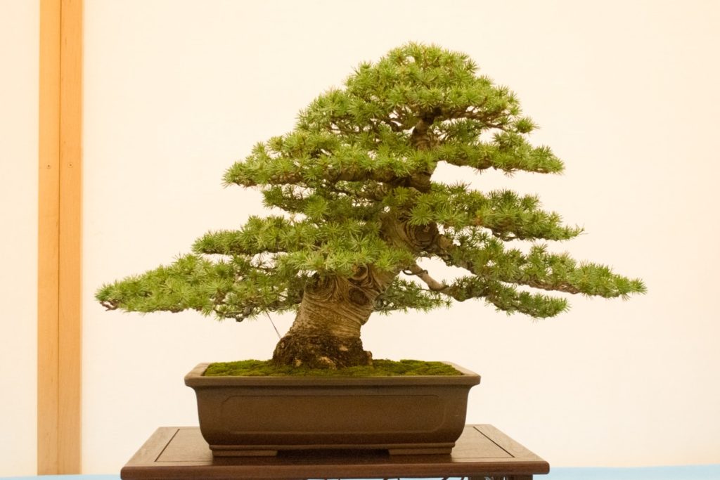 Large and medium-sized bonsai at Bay Island Bonsai's 18th exhibit ...
