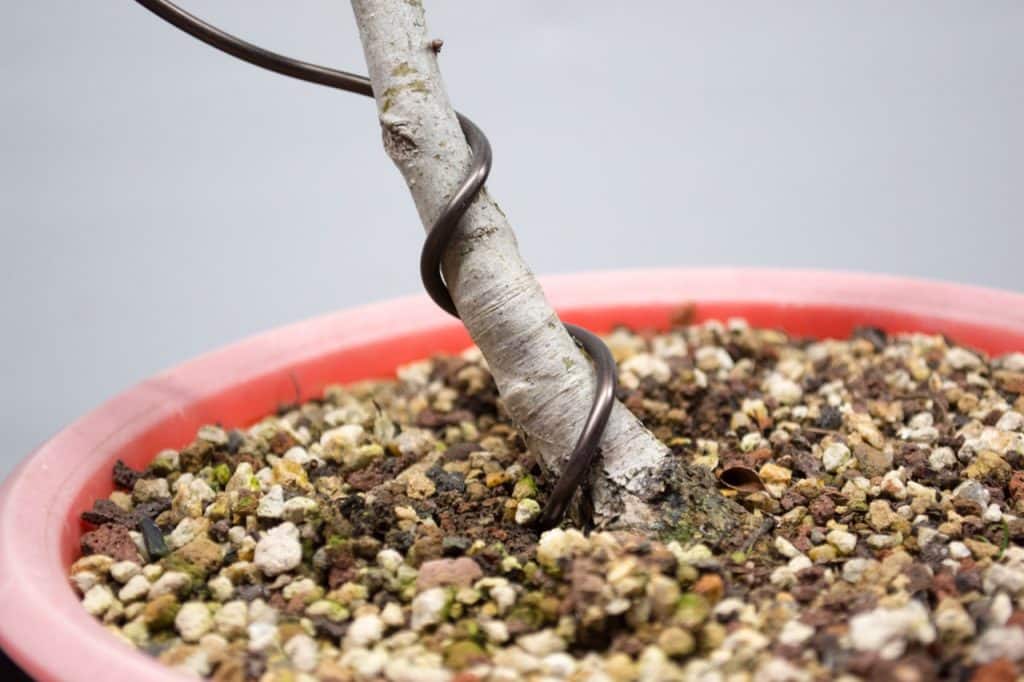 Tips for anchoring bonsai wire - Bonsai Tonight