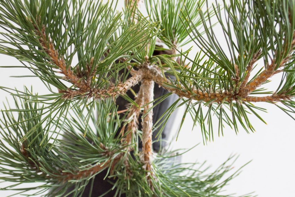 Creating cascade Japanese black pine - Bonsai Tonight