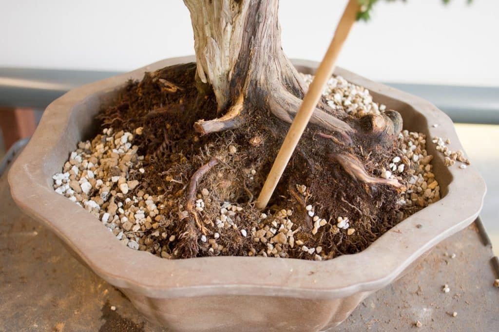 Improving drainage in a compacted rootball - Bonsai Tonight