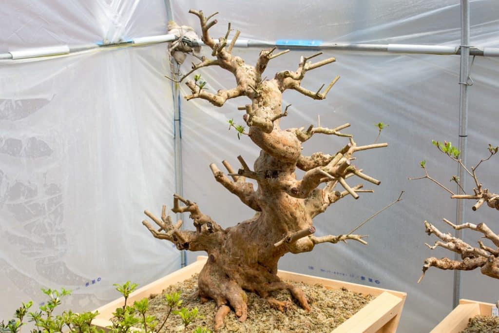 Azaleas in development at Kobayashi Sangyou satsuki bonsai garden ...