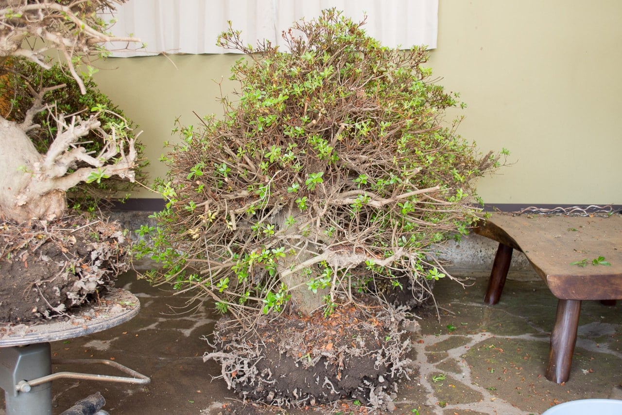 Azaleas in development at Kobayashi Sangyou satsuki bonsai garden ...