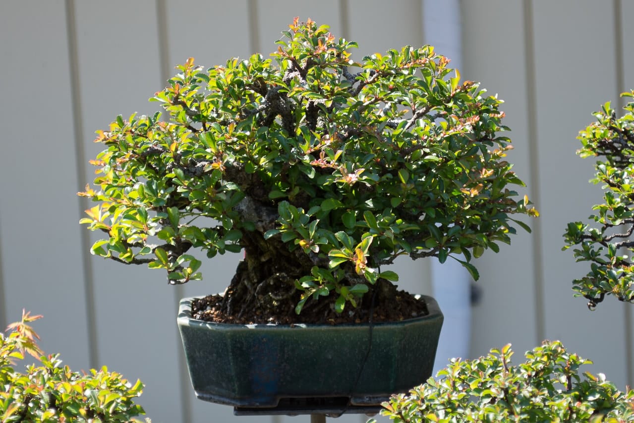 Koju-en shohin bonsai nursery - Bonsai Tonight