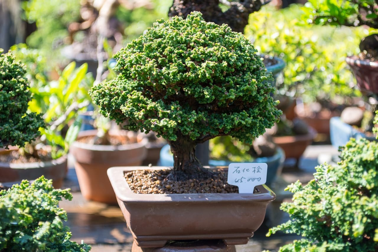 Koju-en shohin bonsai nursery - Bonsai Tonight