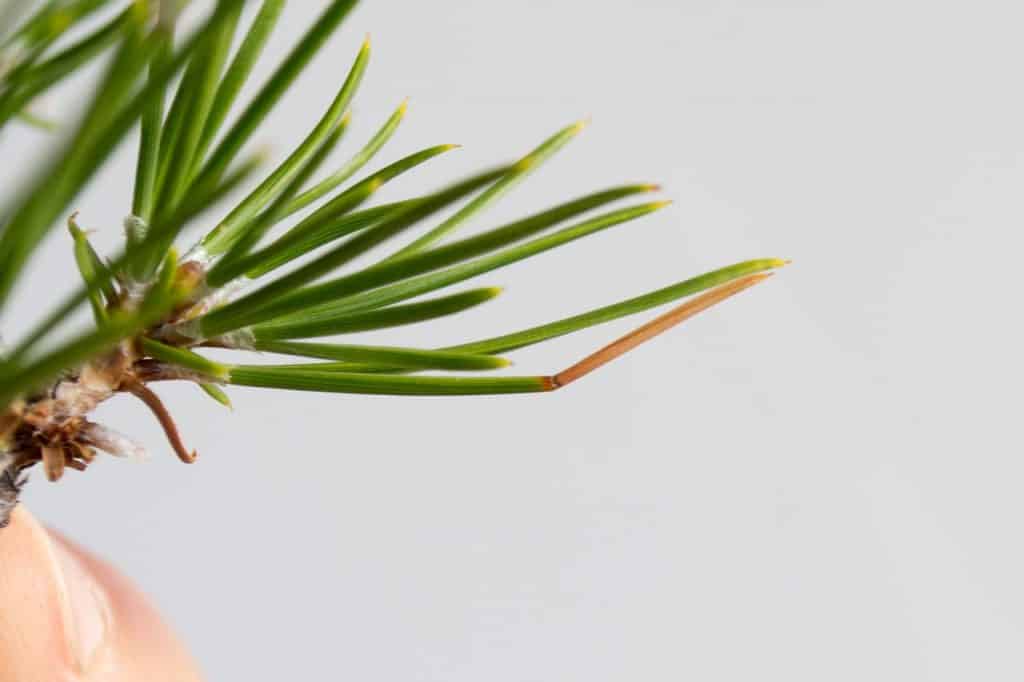 Be gentle with pines - Bonsai Tonight