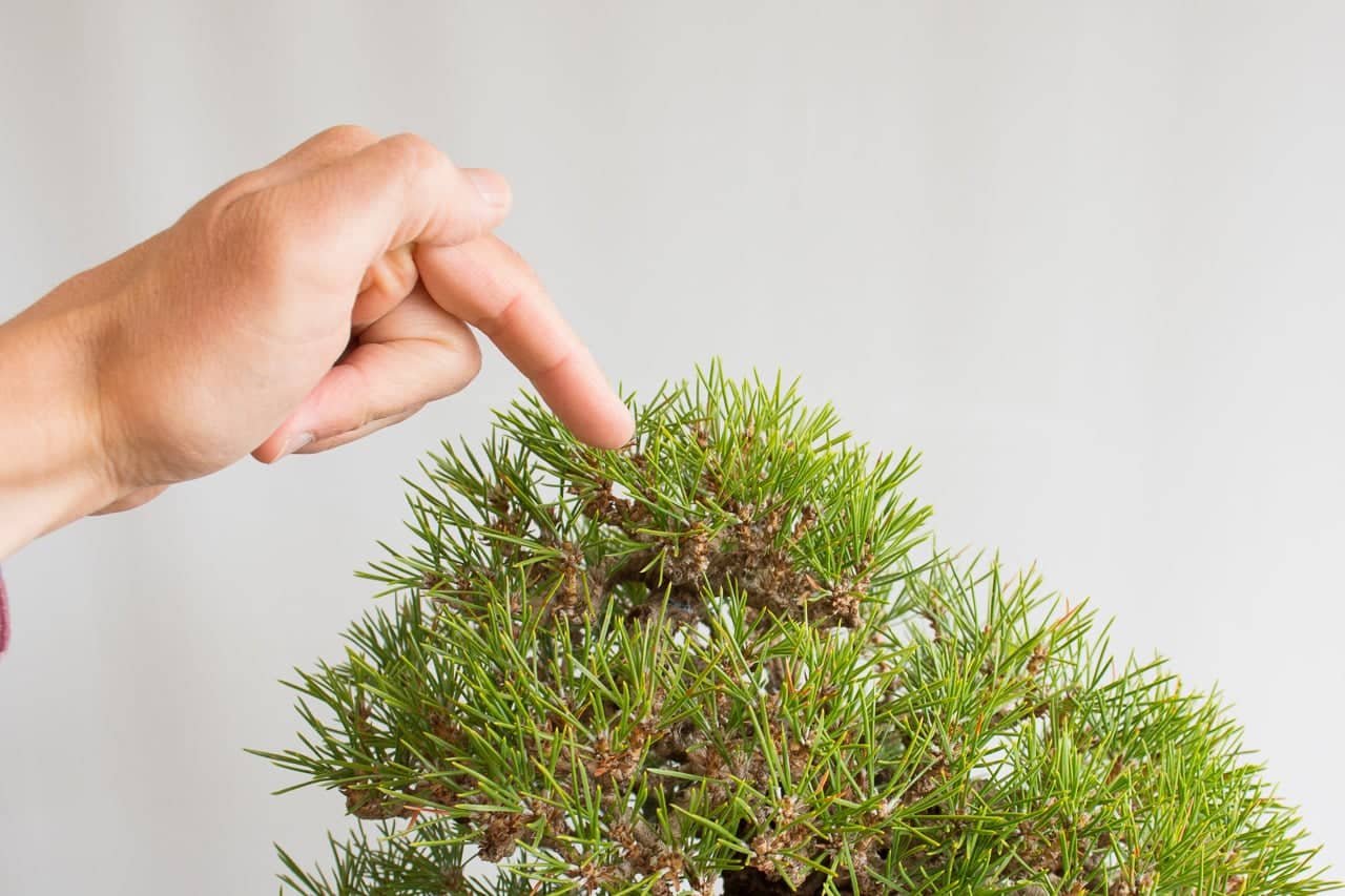 Be gentle with pines - Bonsai Tonight