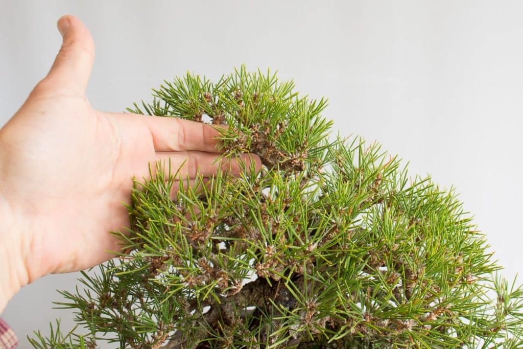 Be gentle with pines - Bonsai Tonight