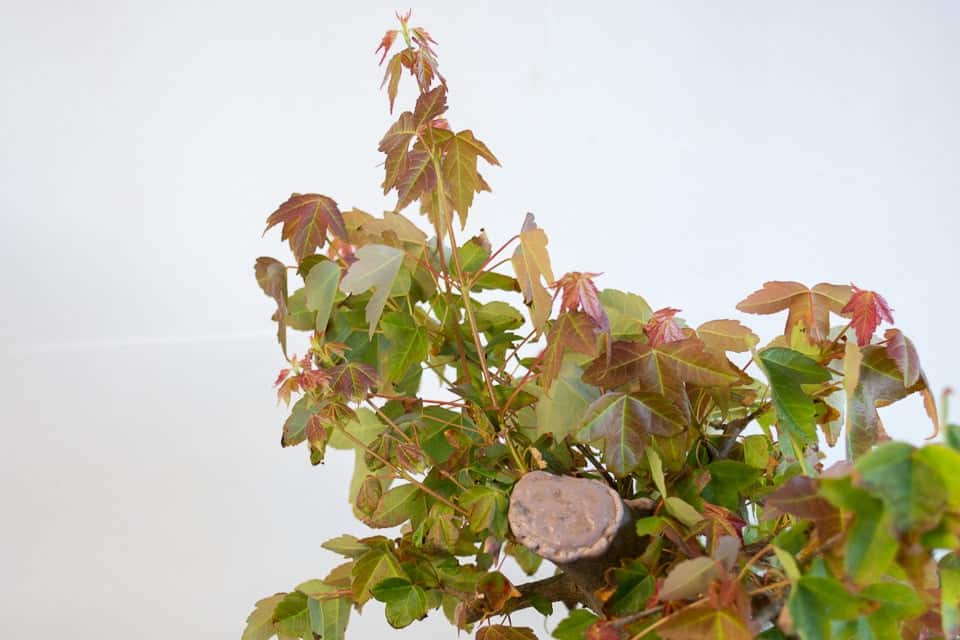 Developing a trident maple - before and after - Bonsai Tonight