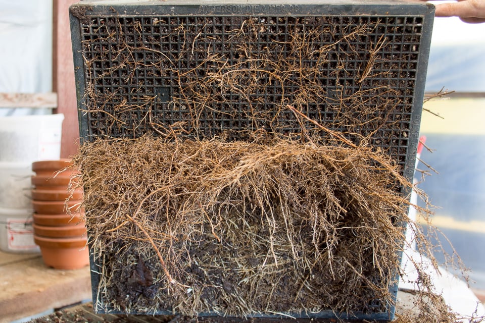 Repotting a field grown trident maple - Bonsai Tonight