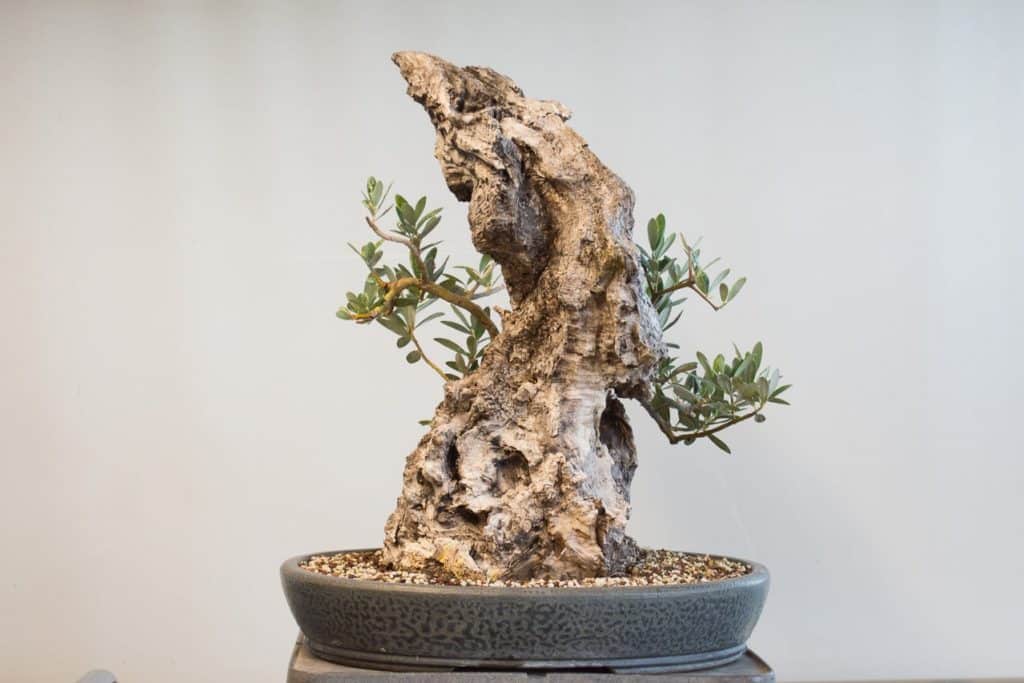 Repotting an olive bonsai - Bonsai Tonight