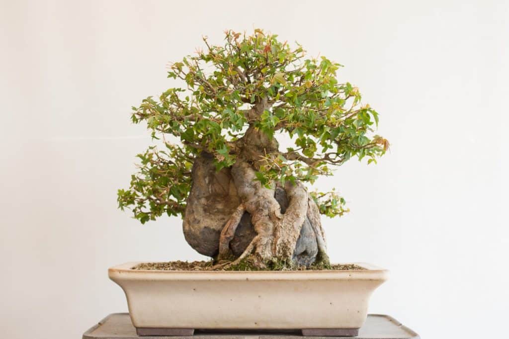 Cutback and partial defoliation on trident maple - Bonsai Tonight