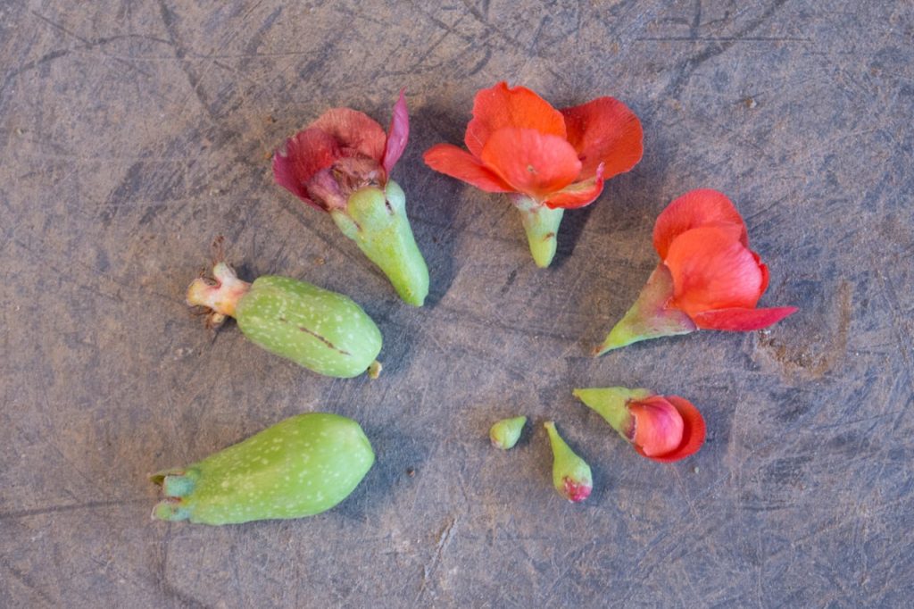 Repotting chojubai in fall - Bonsai Tonight