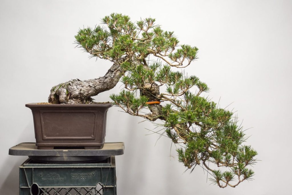How to use a bonsai jack - Bonsai Tonight