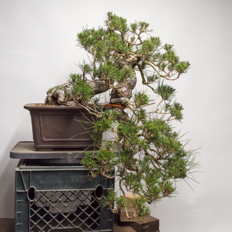 How to use a bonsai jack - Bonsai Tonight