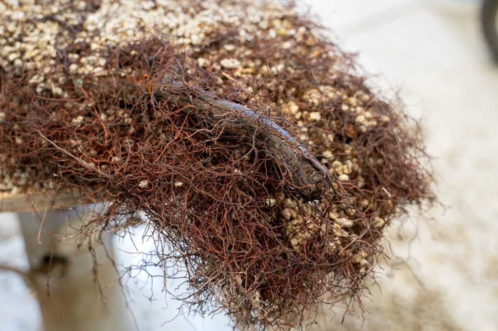 Repotting a collected Sierra juniper - Bonsai Tonight