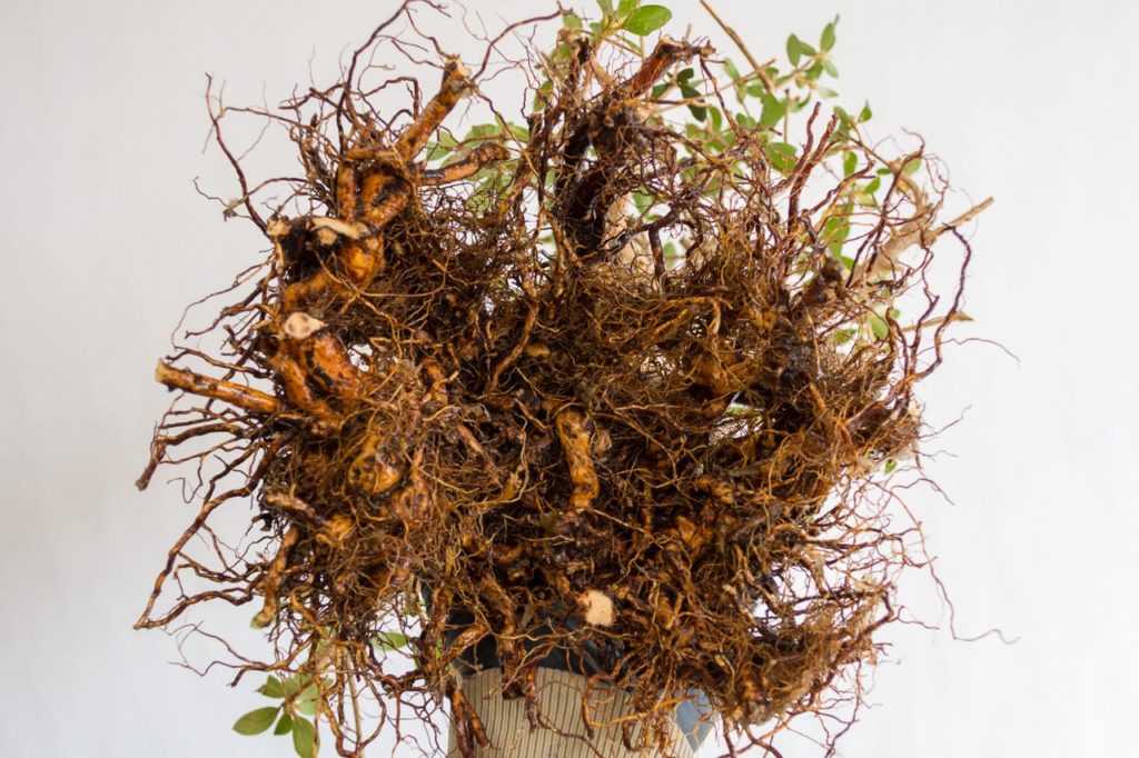 Repotting bare-root satsuki azaleas - Bonsai Tonight