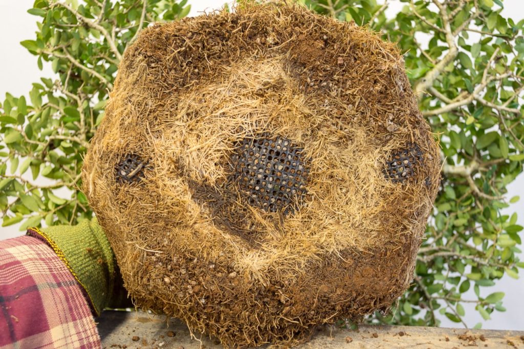 Signs that it's time to repot - Bonsai Tonight