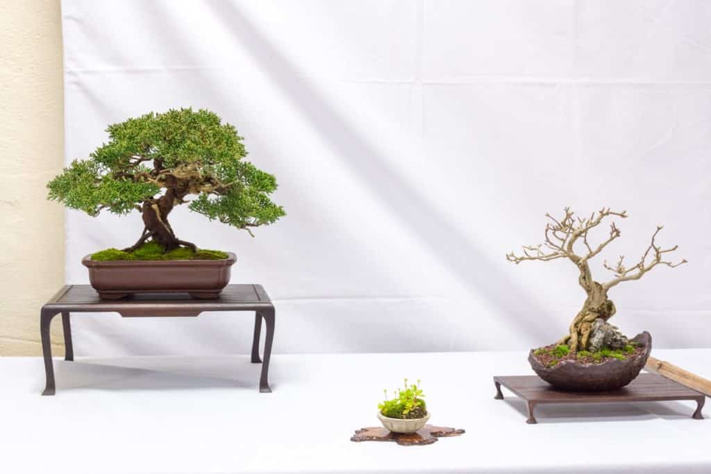 Bonsai displays at the 16th biennial Shohin Seminar - Bonsai Tonight