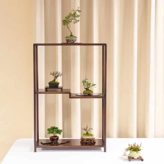 Bonsai displays at the 16th biennial Shohin Seminar - Bonsai Tonight