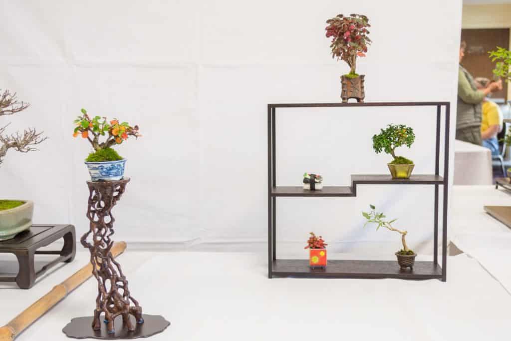 Bonsai displays at the 16th biennial Shohin Seminar - Bonsai Tonight