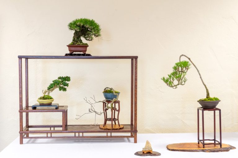 Bonsai displays at the 16th biennial Shohin Seminar - Bonsai Tonight