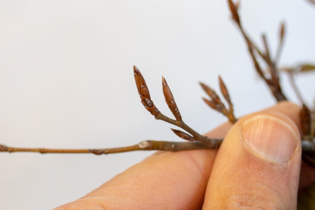 Spring growth on Japanese beech - understanding when to pinch - Bonsai ...