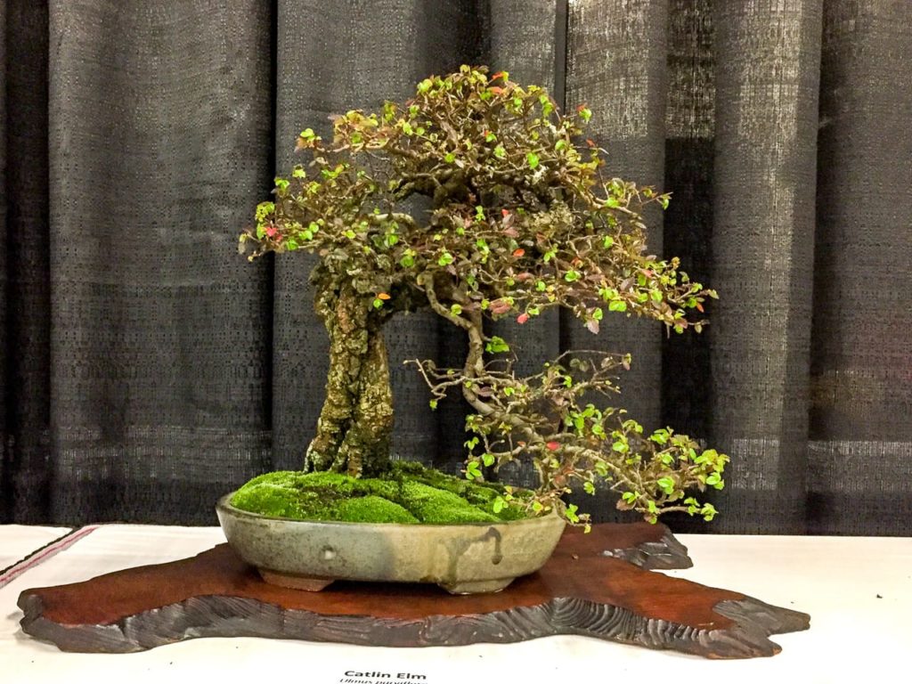 Novel displays at Bonsai Society of San Francisco's annual exhibit ...