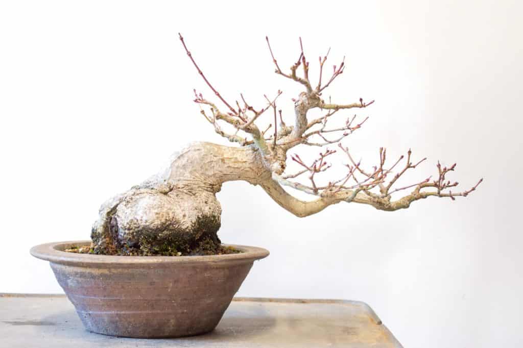 Defoliating a shohin Japanese maple - Bonsai Tonight