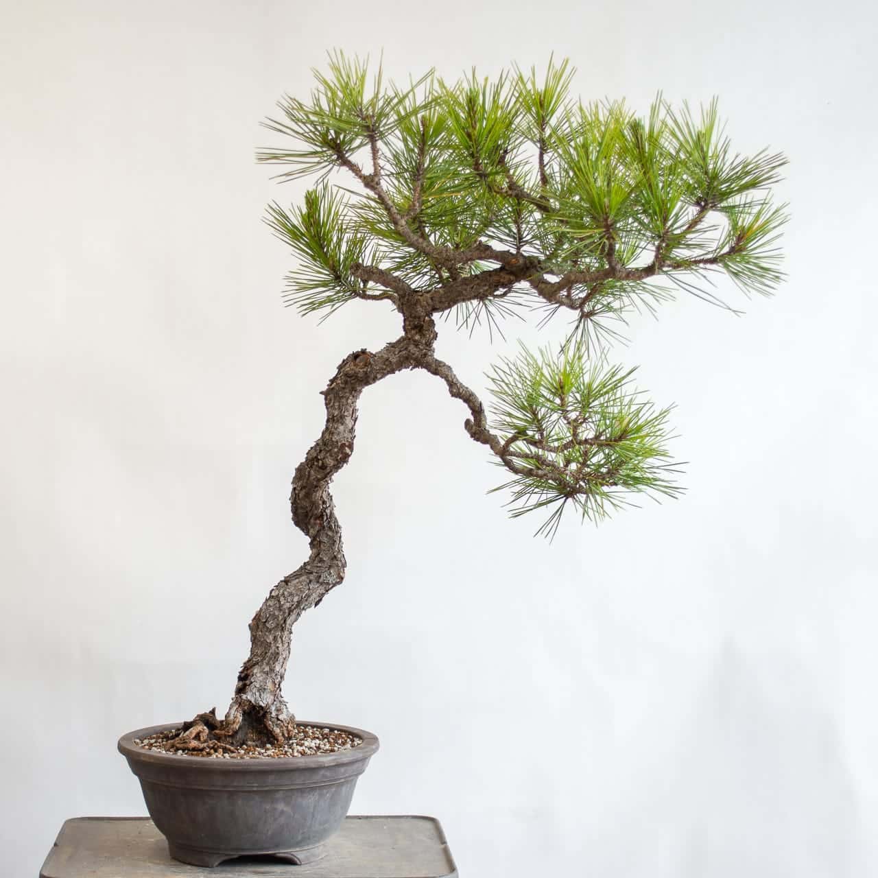 Sales Trees - Bonsai Tonight