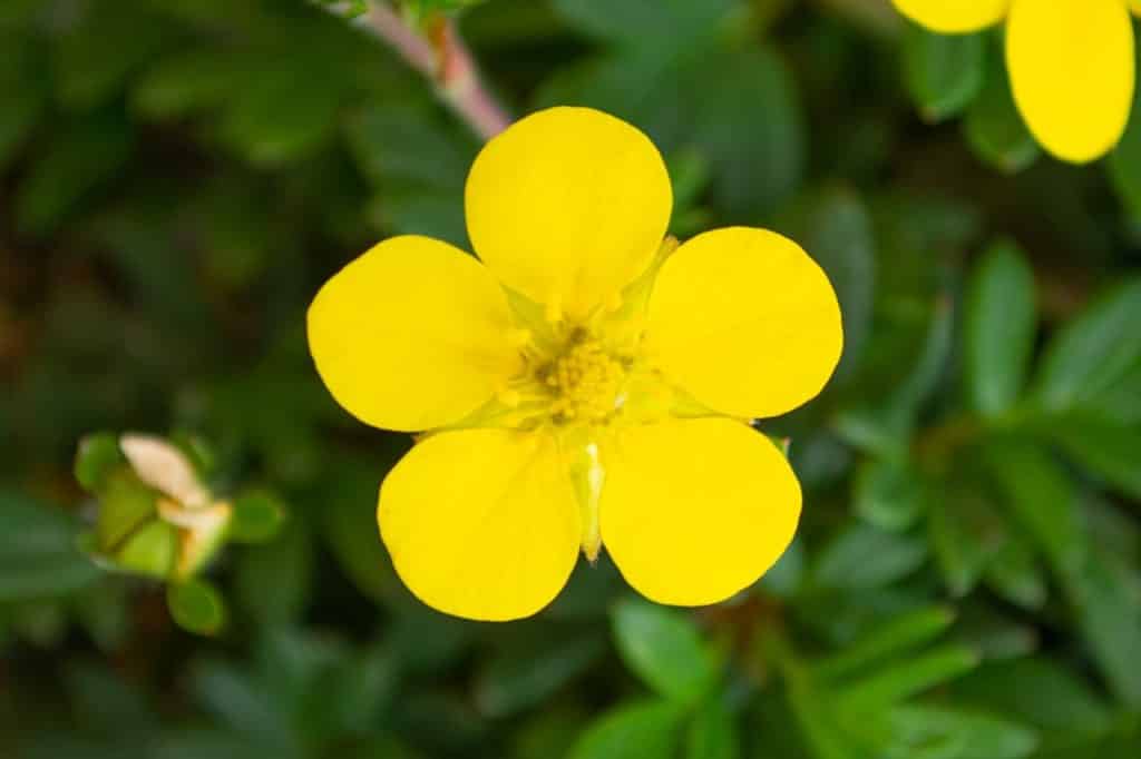 Enjoying potentilla in bloom - Bonsai Tonight
