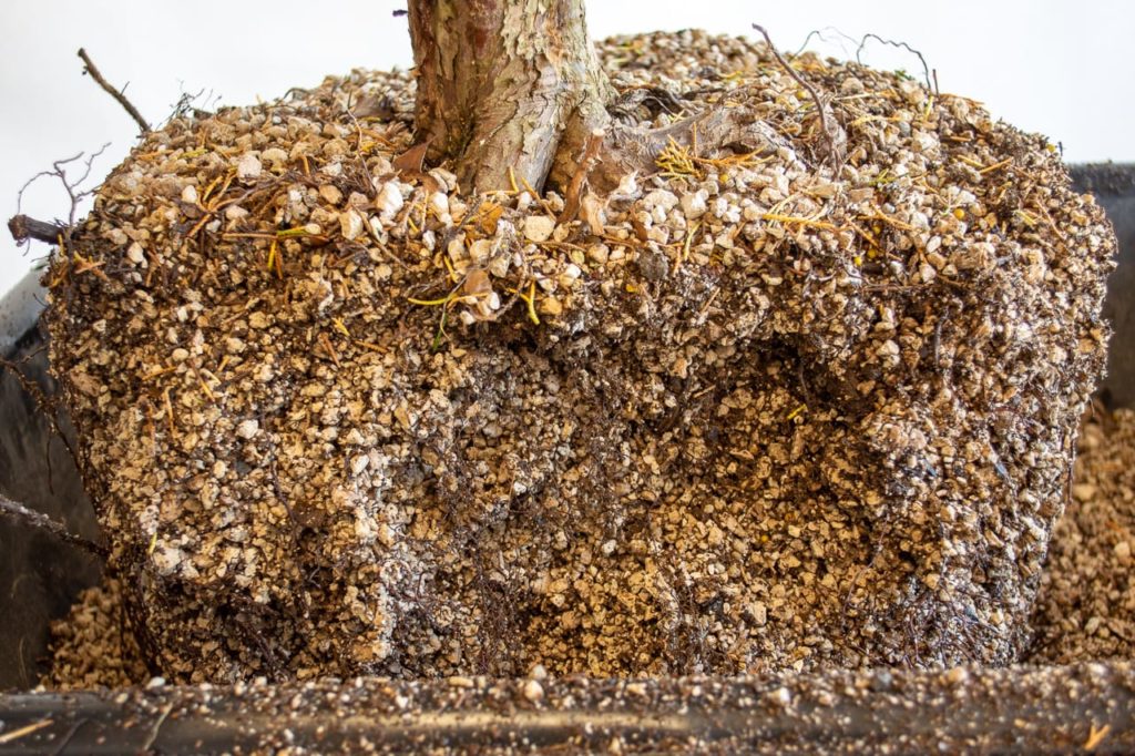 Can you see the signs? Identifying weak roots by checking the foliage ...