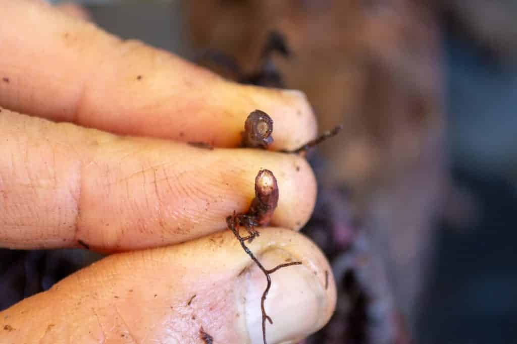Can you see the signs? Identifying weak roots by checking the foliage ...