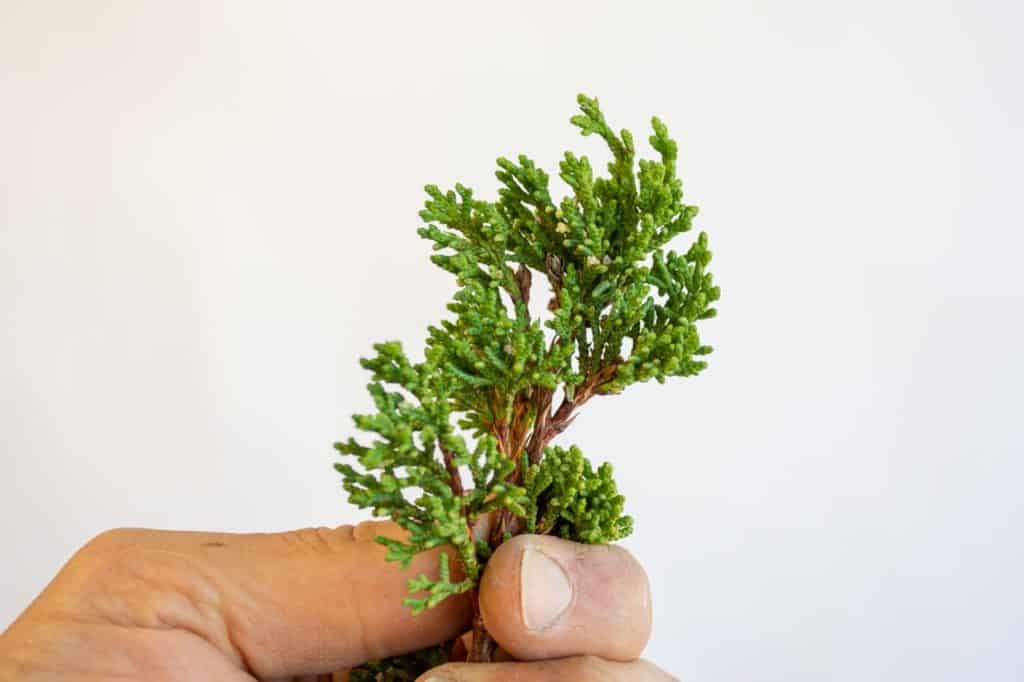 Can you see the signs? Identifying weak roots by checking the foliage ...