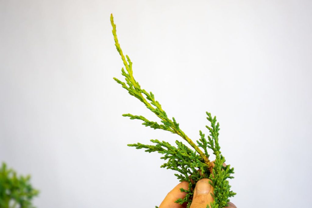 Can you see the signs? Identifying weak roots by checking the foliage ...