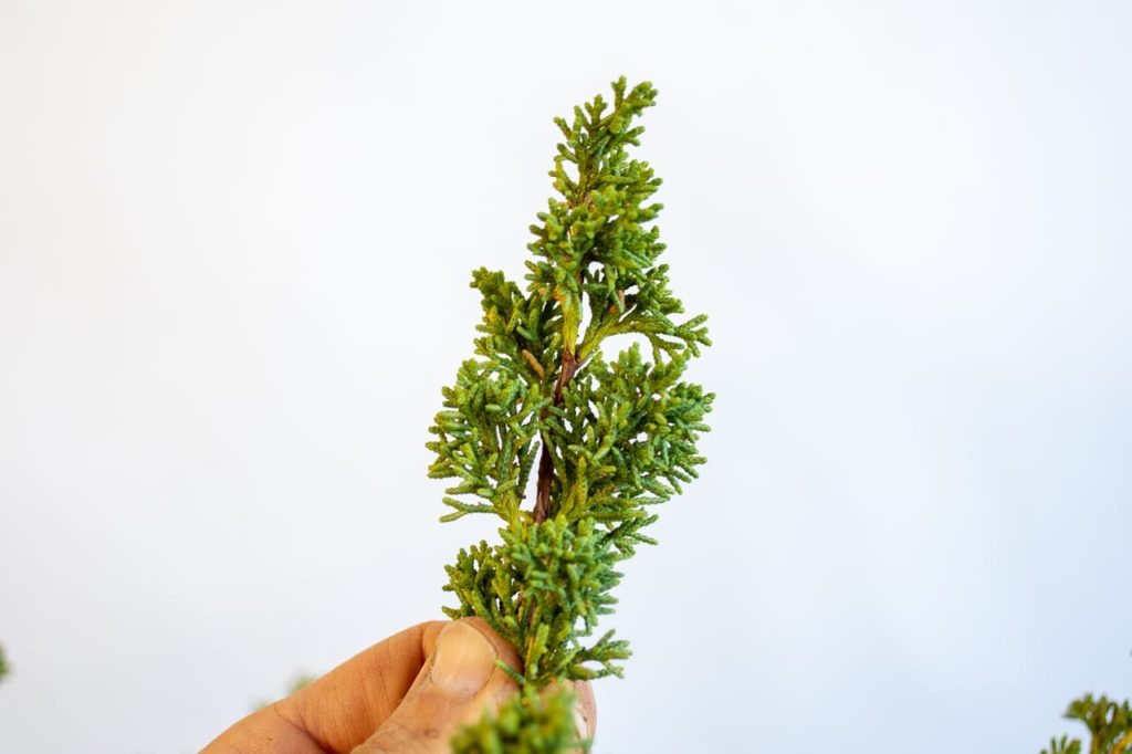 Can you see the signs? Identifying weak roots by checking the foliage ...