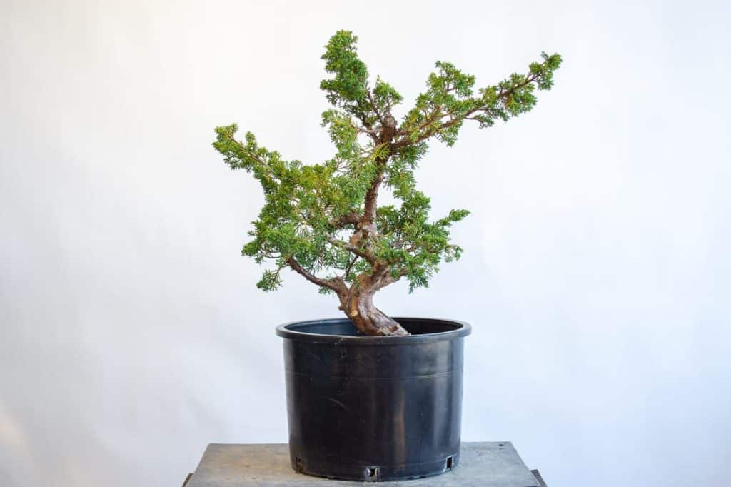 Can you see the signs? Identifying weak roots by checking the foliage ...