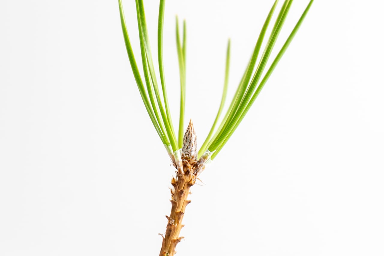 What Is Apical Bud - Design Talk