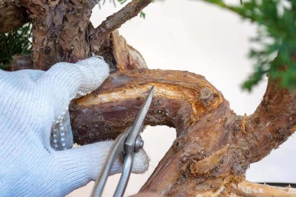 Carving tips for beginners - Bonsai Tonight