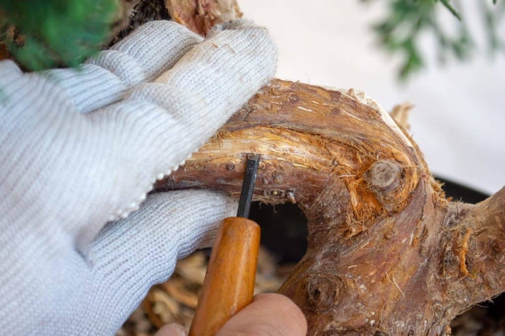 Carving tips for beginners - Bonsai Tonight