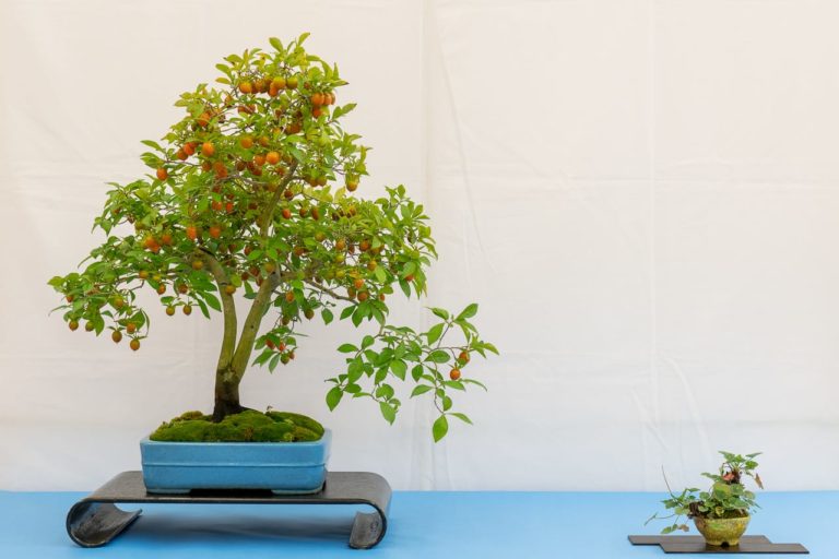 What to look for at fall bonsai exhibits - Bonsai Tonight
