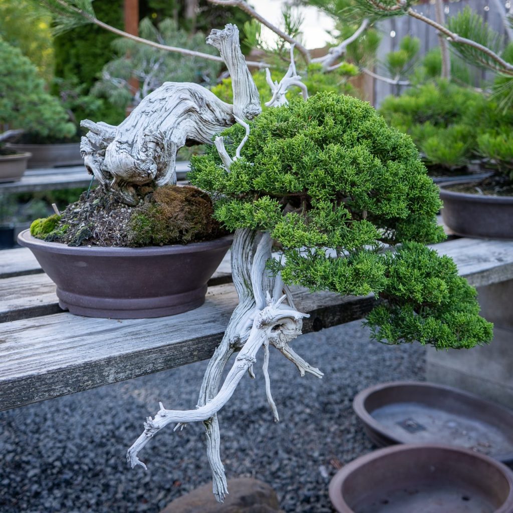 Lessons from a visit to a bonsai garden - Bonsai Tonight