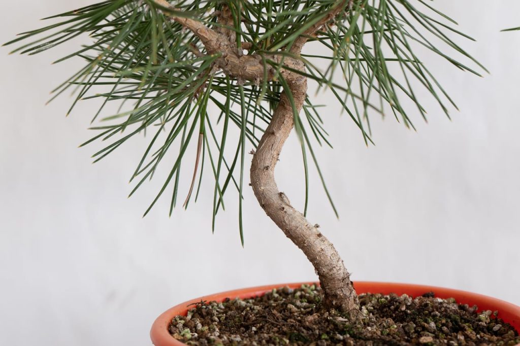 Bonsai Development Series #11: Culling trees with poor characteristics ...